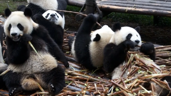 Záhada černobílého kožichu rozřešena. Pandy ho mají kvůli vybíravosti v ...