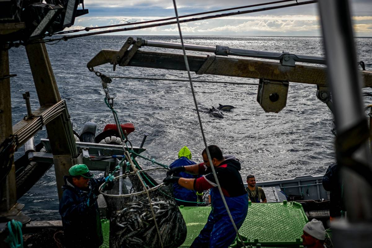 Foto: Sardinka nad zlato. Fotky ukazují, že v Portugalsku to platí