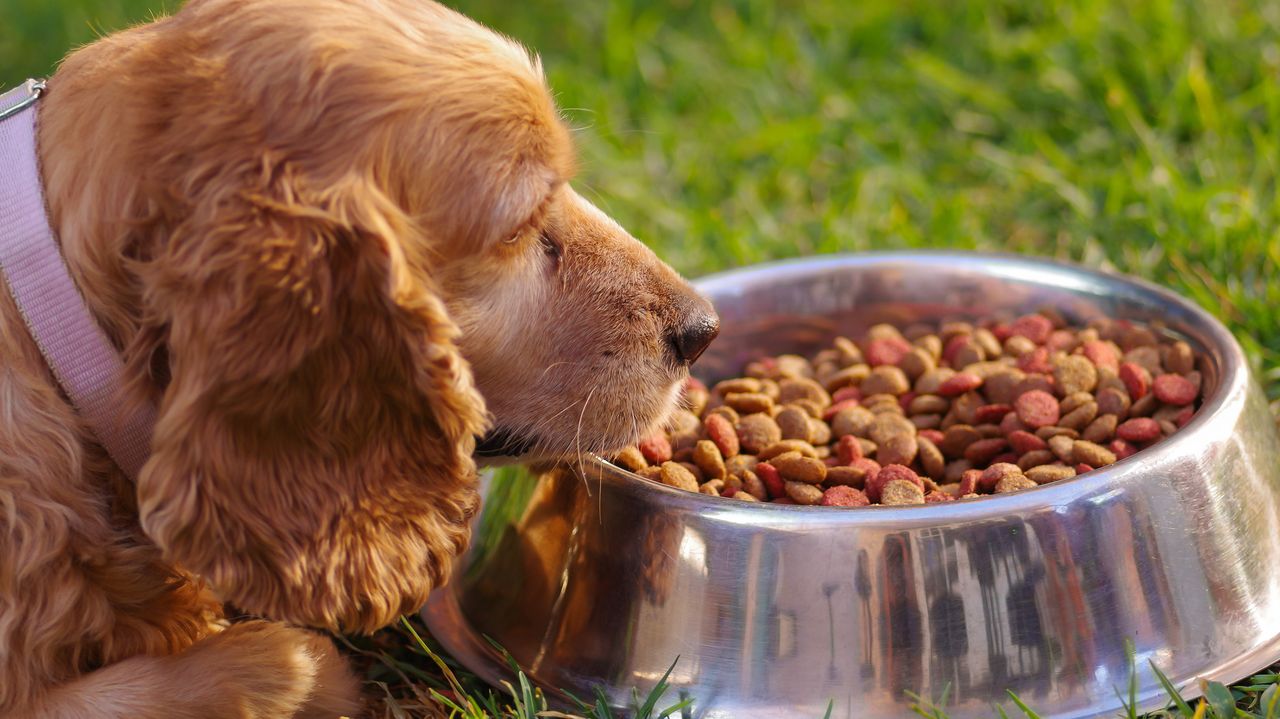 Přes 12 miliard za psí a kočičí žrádlo. České Vafo hlásí rekord | Stream