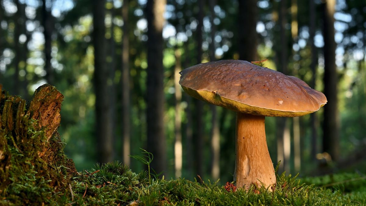 Kde rostou houby a které? Houbařská sezona začala