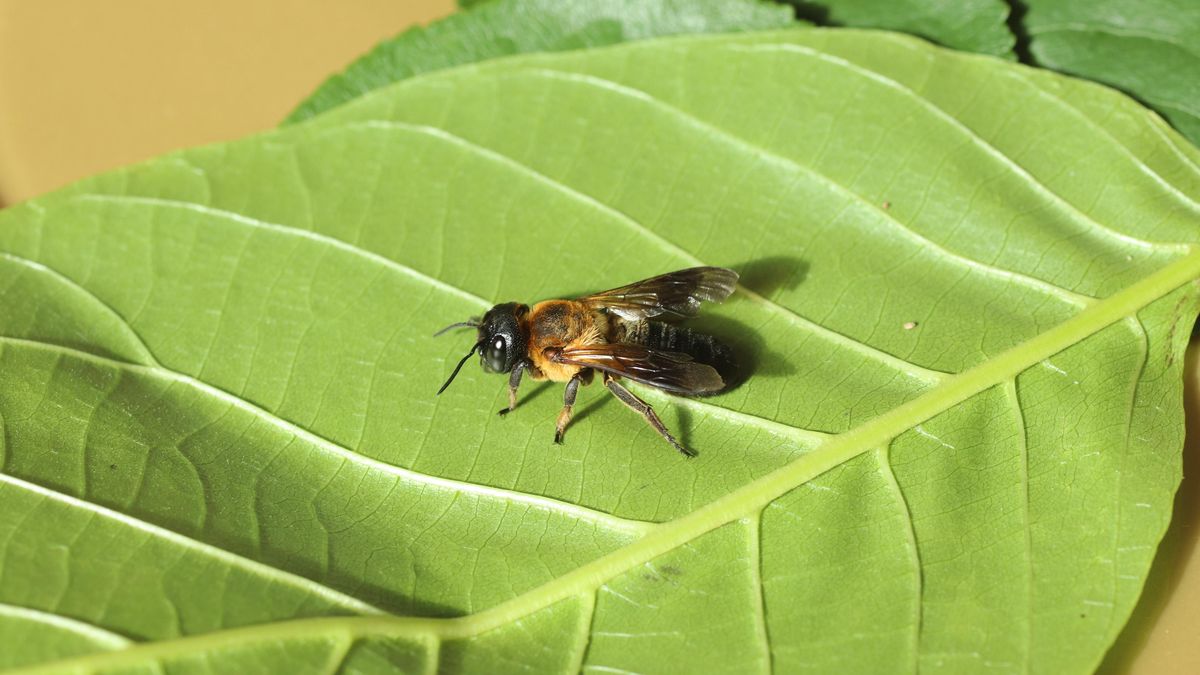 Asijské včely v Česku. „Je to ňuňánek,“ popisuje zkoumaného jedince ...