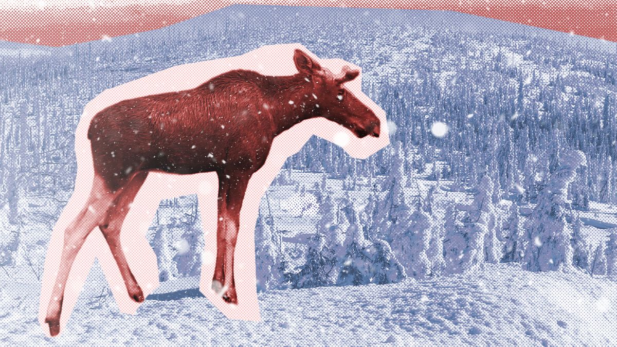 Skutečnou osobností roku 2025 je los Emil - Seznam Zprávy