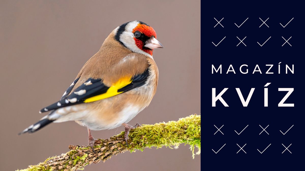 Field Sparrow vs. House Sparrow: Can You Tell the Difference? - World ...